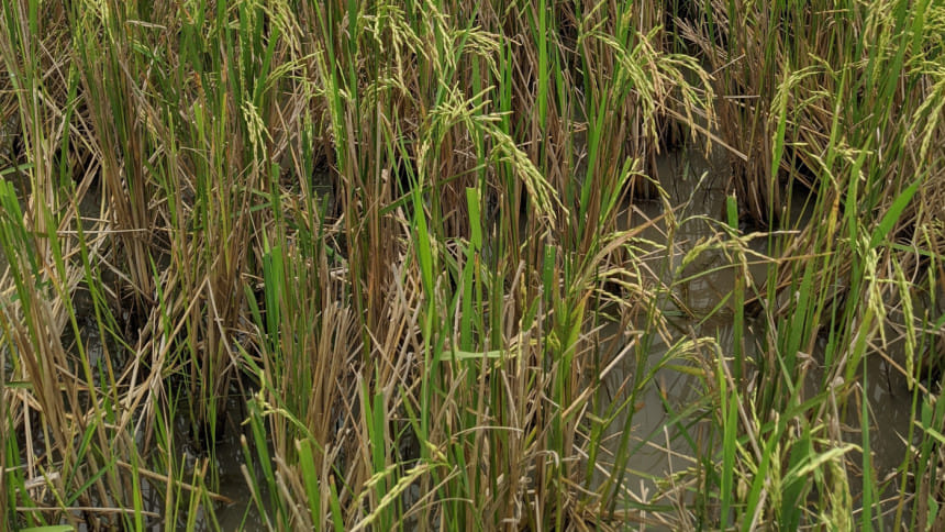 Ratoon rice: not much cared for but a blessing for marginalised farmers
