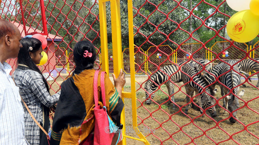 Six African zebras make public debut at Chittagong Zoo in Bangladesh