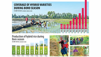 hybrid rice | The Daily Star