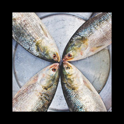 The Fish Habit | The Daily Star