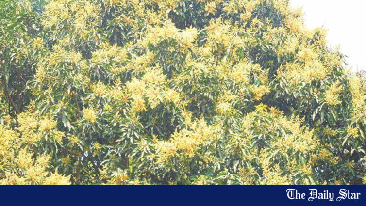 Budding mango trees spread fragrance all around | The Daily Star