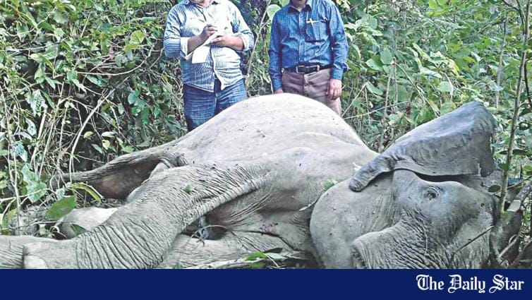 Shrinking Elephant Habitat: Deforestation largely blamed