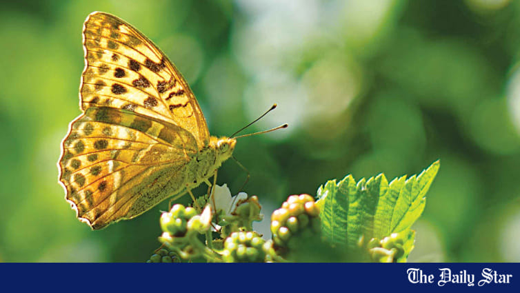 Butterflies create jet propulsion with clap of wings | The Daily Star