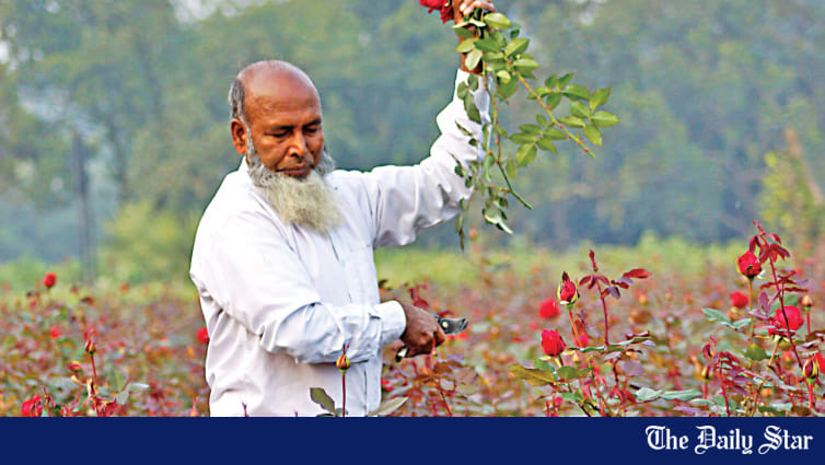 How Savar became a hub of rose cultivation | The Daily Star