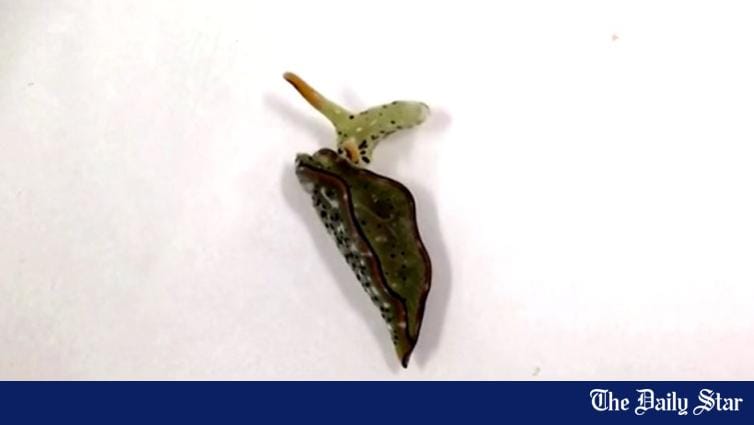 Sea slugs lose heads to rid bodies of parasites, Japan researchers show ...