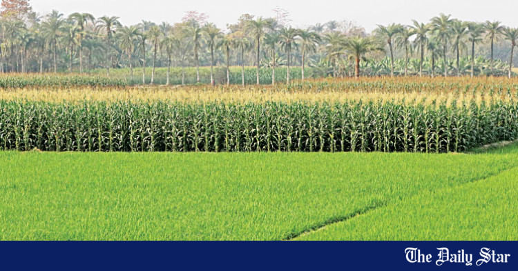 Boro cultivation rises on higher prices | The Daily Star