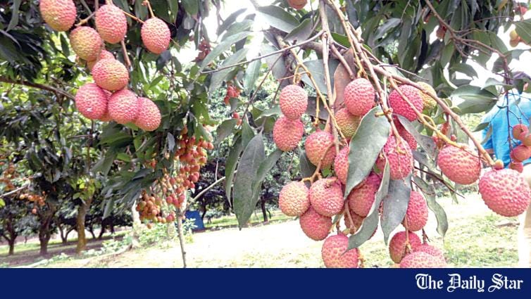 Litchi growers fear record low yield this year | The Daily Star