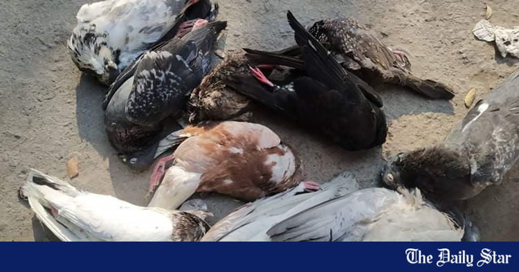 400 doves, pigeons poisoned to death in Bagerhat | The Daily Star