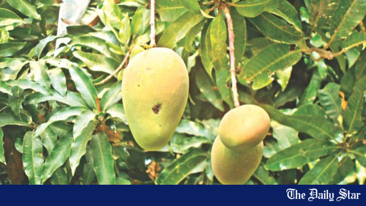 Mango harvest to start in Rajshahi from May 15 | The Daily Star