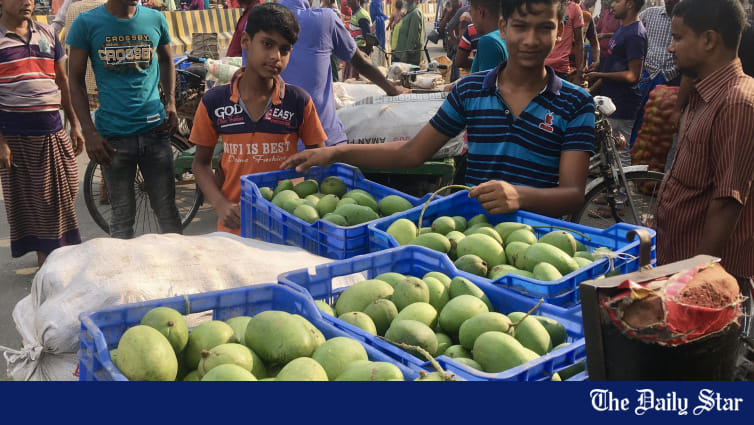 Mango harvest begins in Rajshahi, will hit markets in a week or two ...