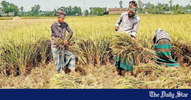 Boro output to decline | The Daily Star