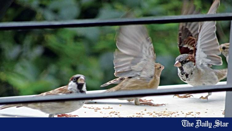 How to make a mini sanctuary for city birds | The Daily Star