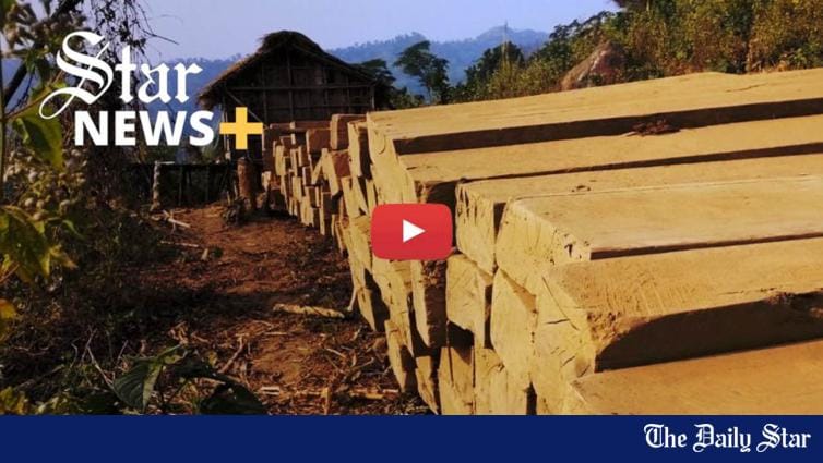 Over 1 lakh cubic ft of trees cut down in Bandarban forest | The Daily Star