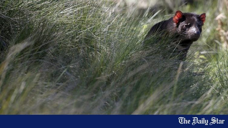 First Tasmanian Devils born in the wild of Australia mainland in 3,000 ...