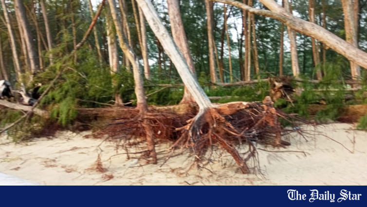 Cyclone Yaas: 13 hectares of Jhau garden uprooted in Cox’s Bazar | The ...