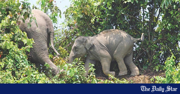 Shrinking wild spaces and the growing conflict between humans and ...