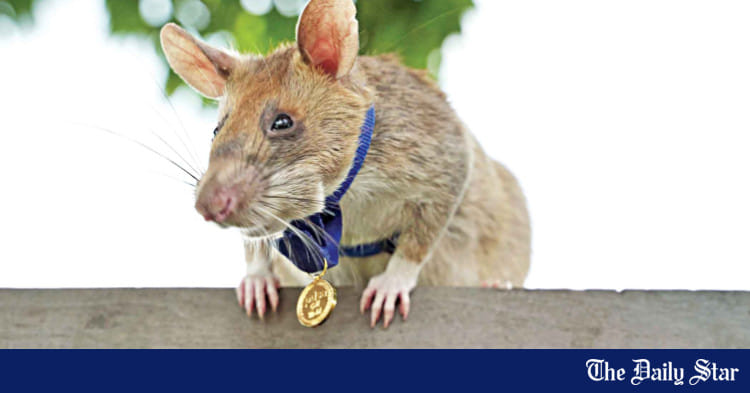 Bomb-sniffing rat hero retires | The Daily Star
