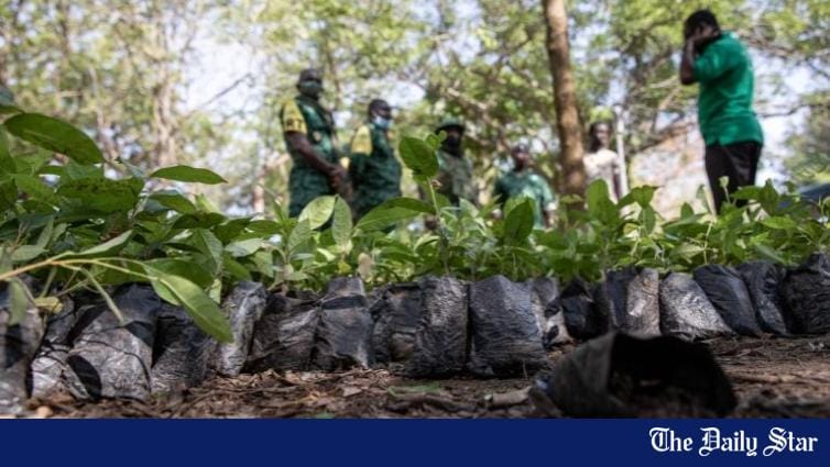 Ghana plants 5 million trees in single day to combat deforestation ...