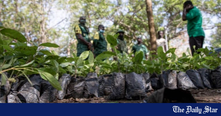 Ghana plants 5 million trees in single day to combat deforestation ...