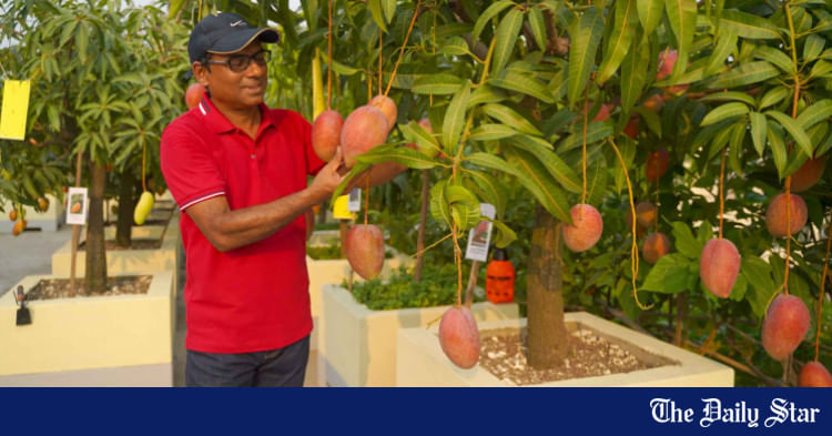World’s most expensive mango Miyazaki in Bangladesh | The Daily Star