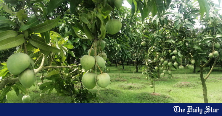 Haribhanga Mango of Rangpur: Framers eye good production this year ...