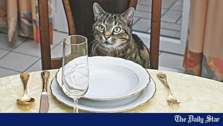 A cat's guide to table manners | The Daily Star