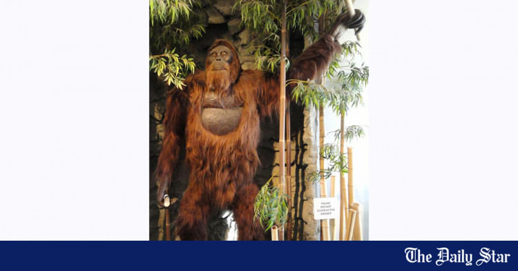 Why Earth's largest ape went extinct | The Daily Star