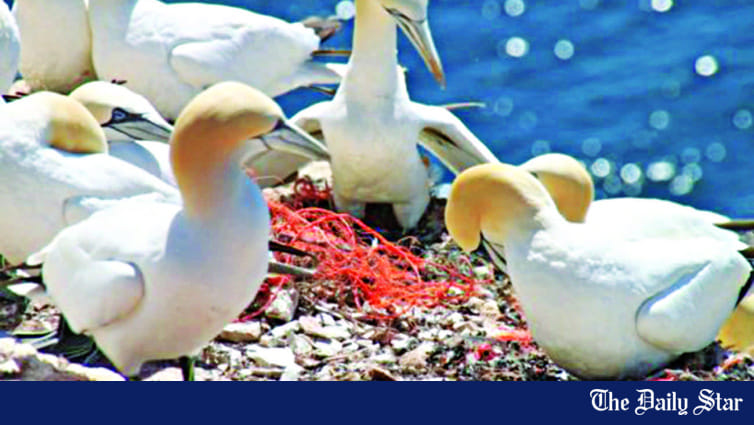 Quirky Science | The Daily Star