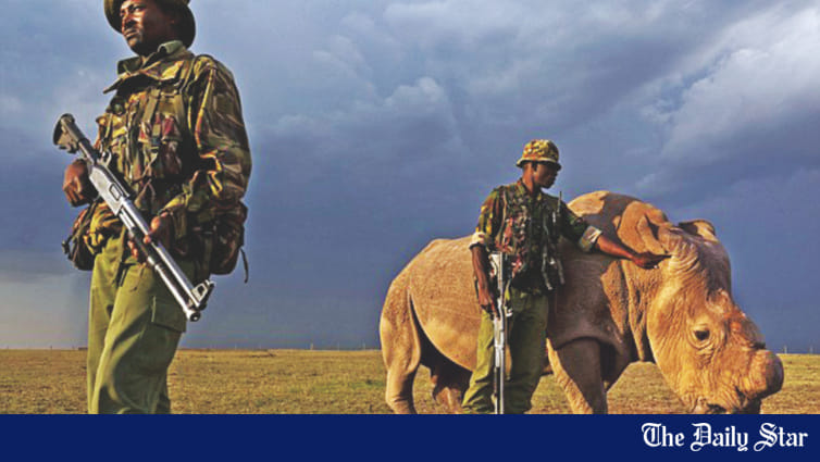 The last white rhino under armed guard | The Daily Star