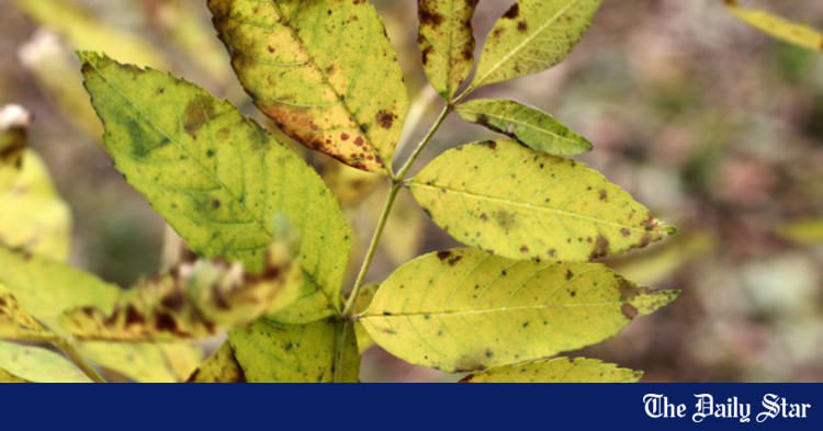 Ash tree set for extinction in Europe | The Daily Star