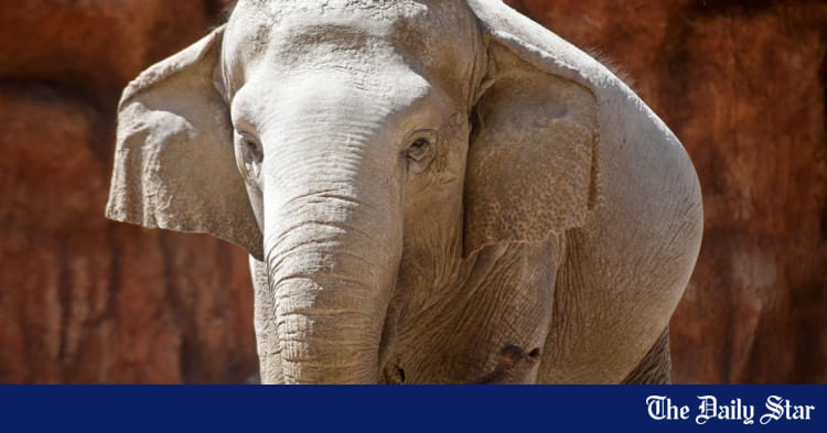 Endangered Asian elephant found dead in Sherpur forest | The Daily Star