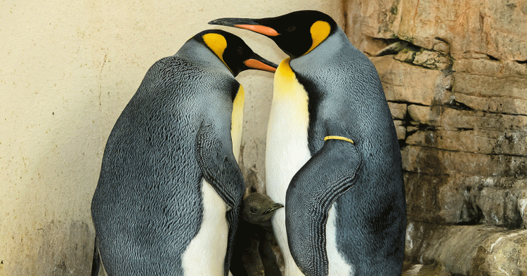 King penguin chick shows up at Vienna zoo