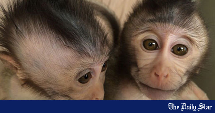 Genetically modified monkeys may help autism research | The Daily Star
