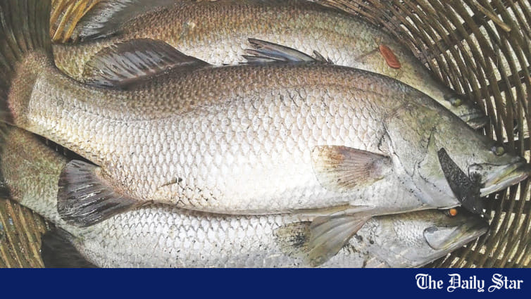 Beach Hatchery to set up plant for koral farming | The Daily Star