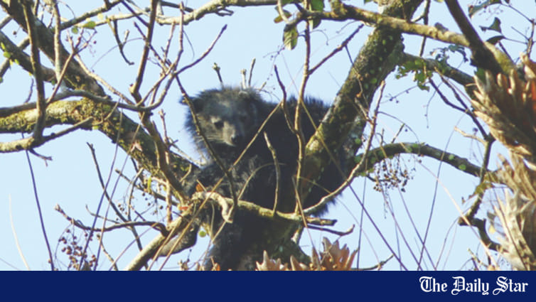 The elusive Bear-cat | The Daily Star