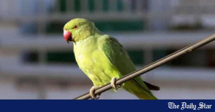 Intelligent males may make female birds swoon: study