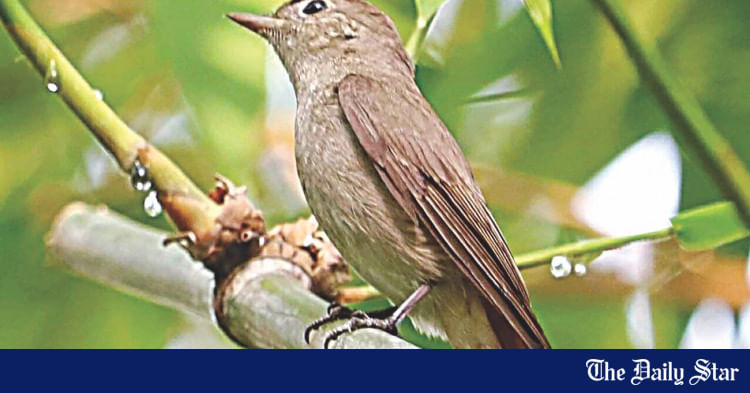 Welcoming a winged newcomer | The Daily Star