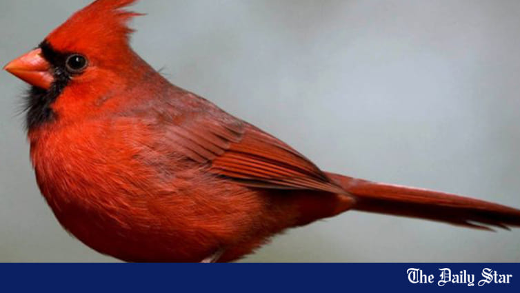 2 birds yield genetic key to Crimson | The Daily Star