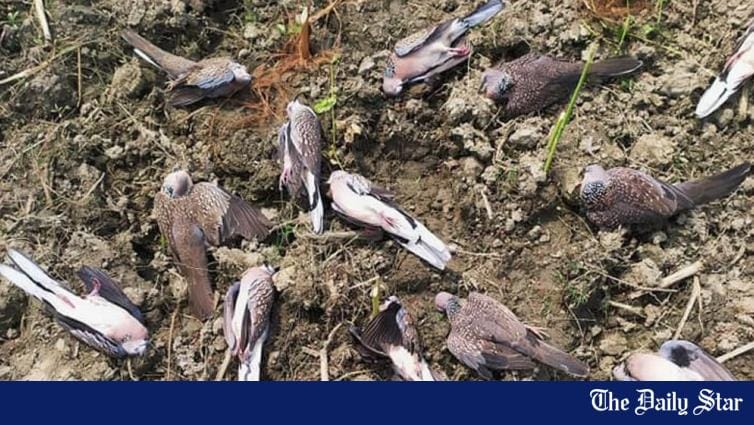 Birds die after feeding on crop field with excessive pesticide | The ...