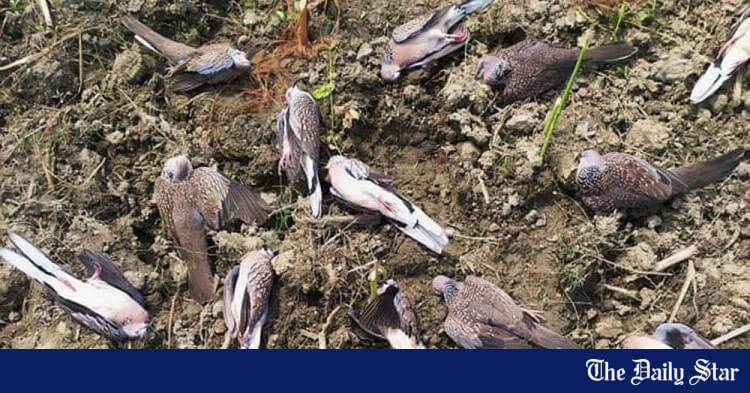Birds die after feeding on crop field with excessive pesticide | The ...
