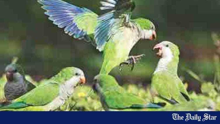 Birds of Rome | The Daily Star