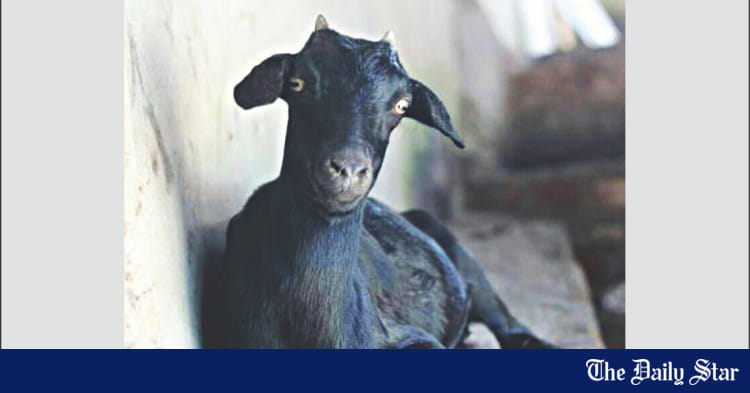 Black Bengal goat’s genome decoded | The Daily Star