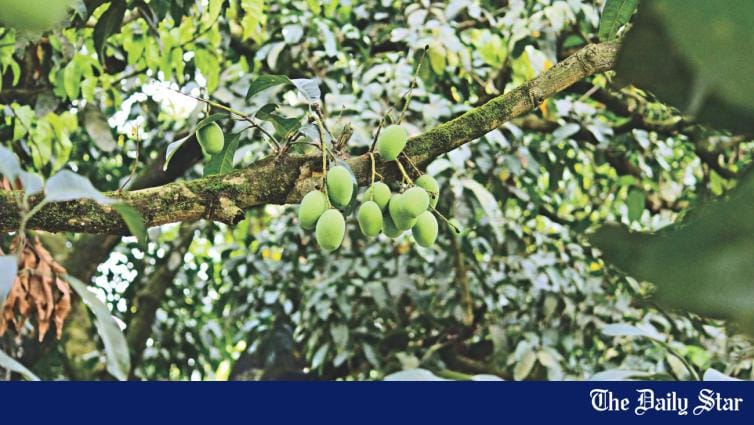 Fani’s silver lining: A blessing for mangoes | The Daily Star