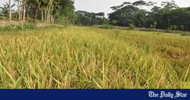 Govt to buy 6 lakh tonnes of Aman paddy directly from farmers