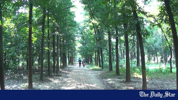 [WATCH NOW] A flavour of forest in Dhaka | The Daily Star