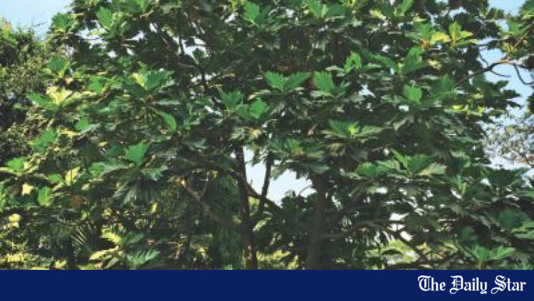 Introducing Breadfruit tree in Bangladesh | The Daily Star