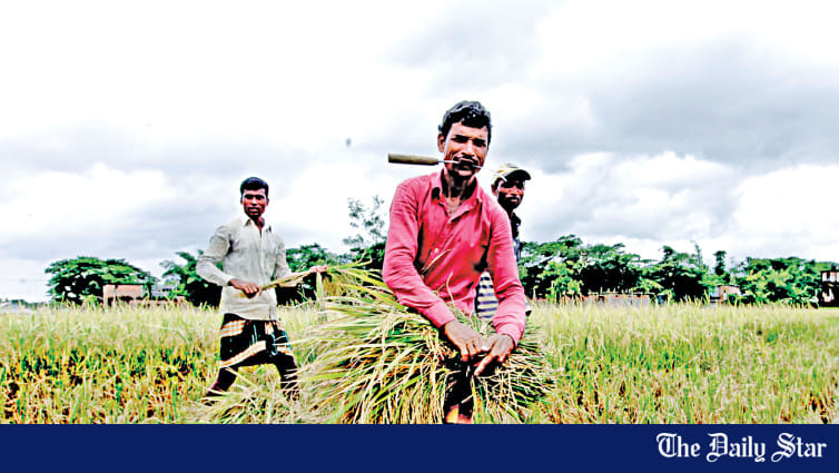 Food office to assess stock of rice, paddy to tame rising prices | The ...