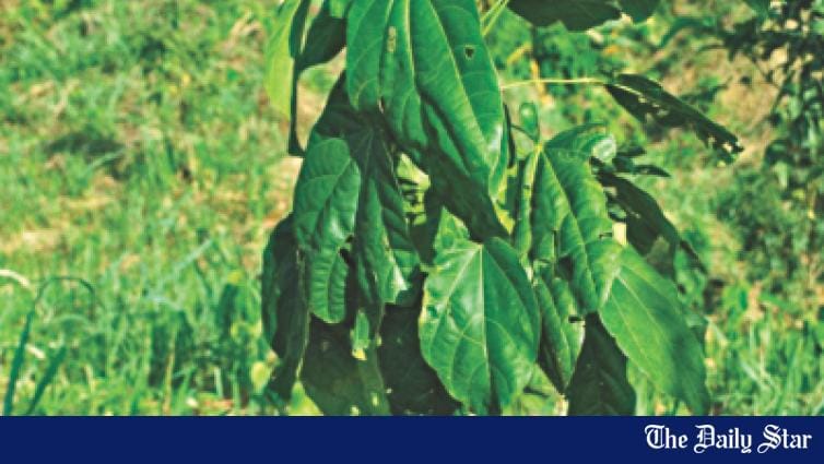 Of endangered trees | The Daily Star