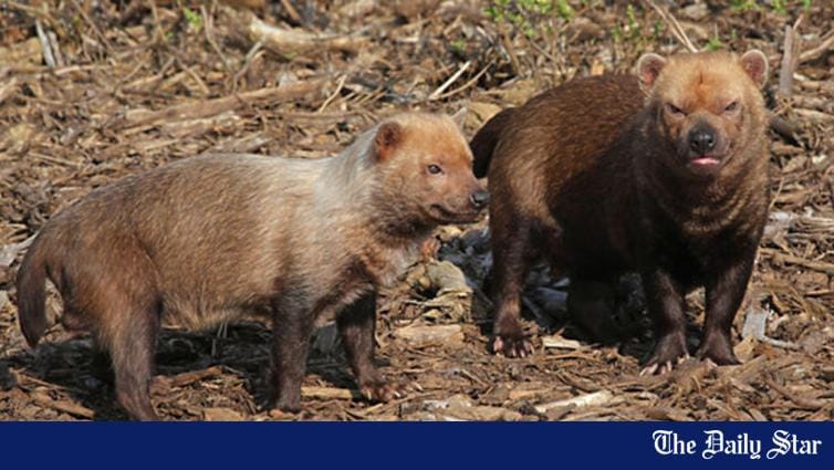Rare, elusive bush dogs photographed in Panama | The Daily Star