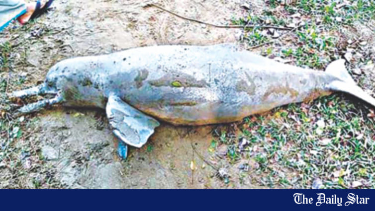 Man-made trauma behind Halda dolphin deaths | The Daily Star